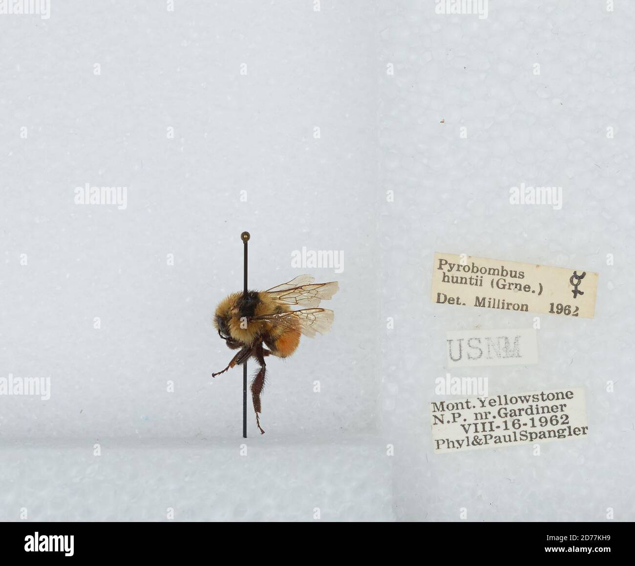 Yellowstone National Park, near Gardiner, Park, Montana, United States ...