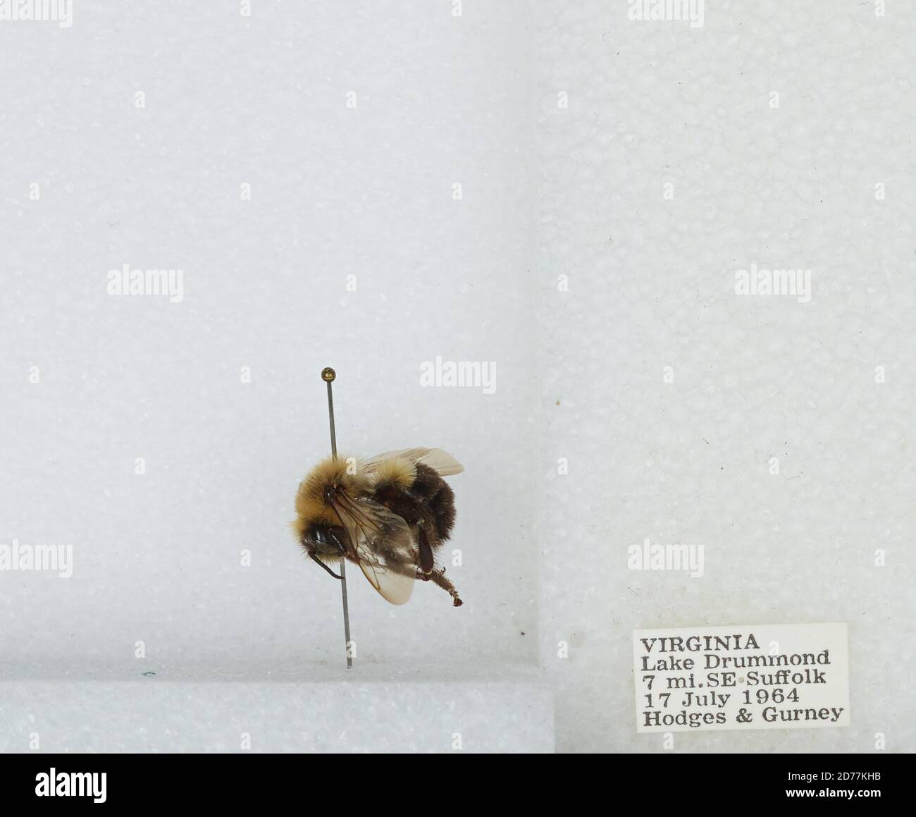 Lake Drummond, 7 miles southeast of Suffolk, Virginia, United States ...