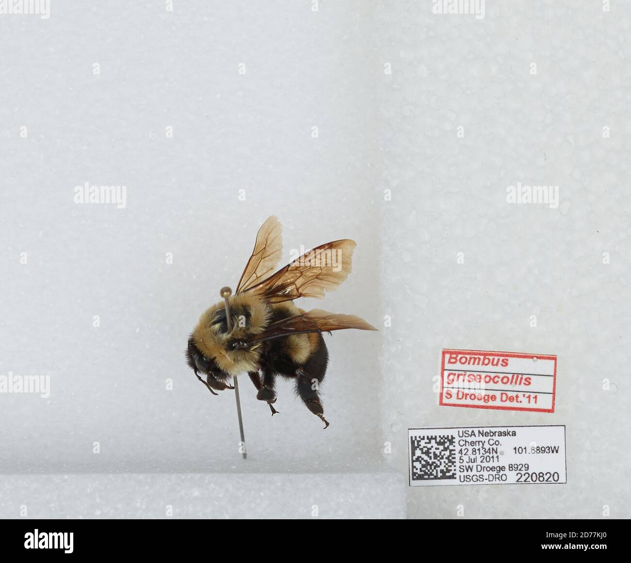 Cherry, Nebraska, United States, Bombus (Separatobombus) griseocollis ...