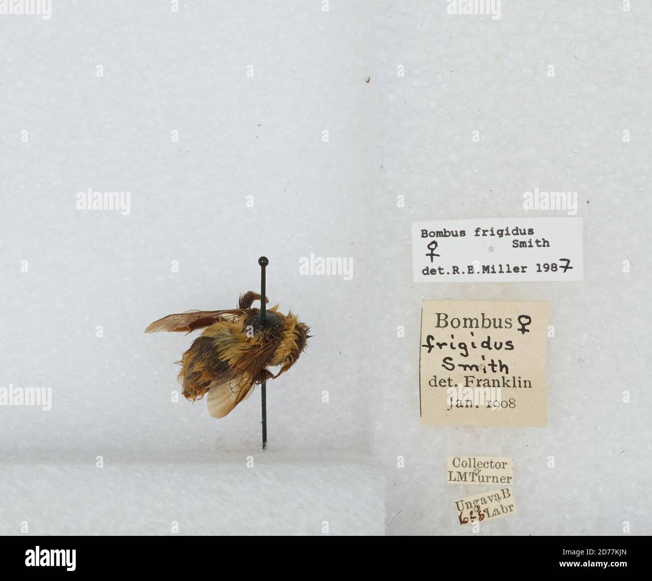 Ungava Bay, Newfoundland and Labrador, Canada, Bombus (Pyrobombus ...