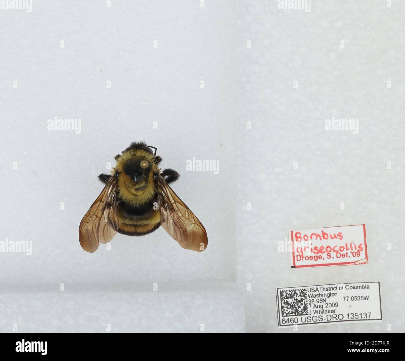 District of Columbia, United States, Bombus (Separatobombus ...