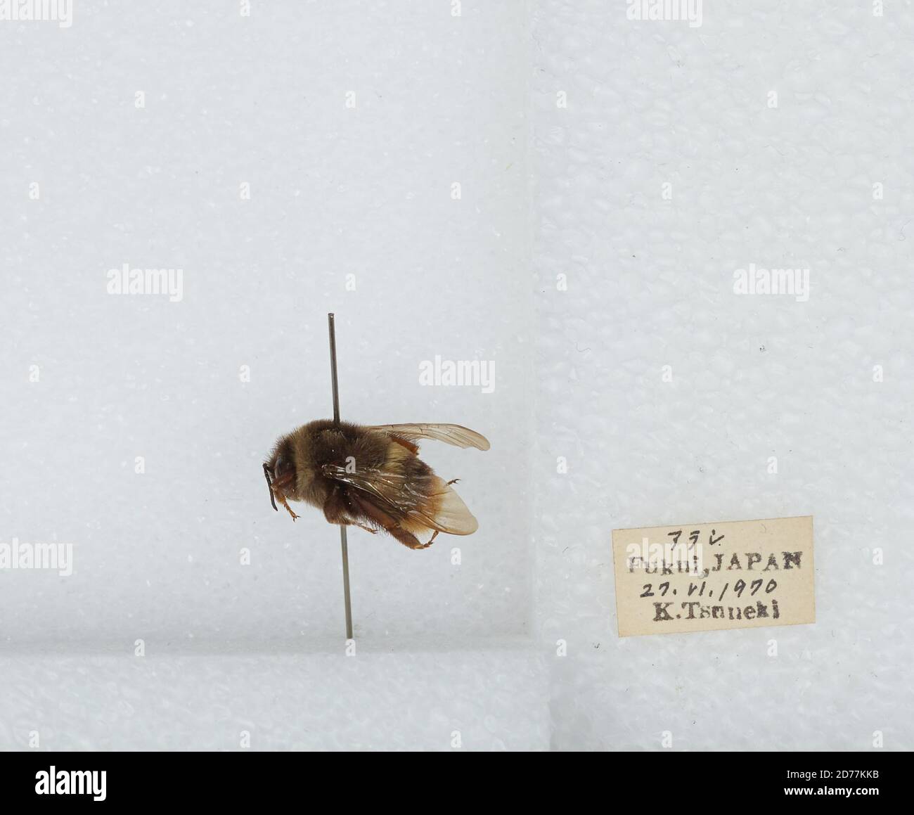 Fukui, Japan, Bombus (Bombus) ignitus Smith, Animalia, Arthropoda, Insecta, Hymenoptera, Apidae ...