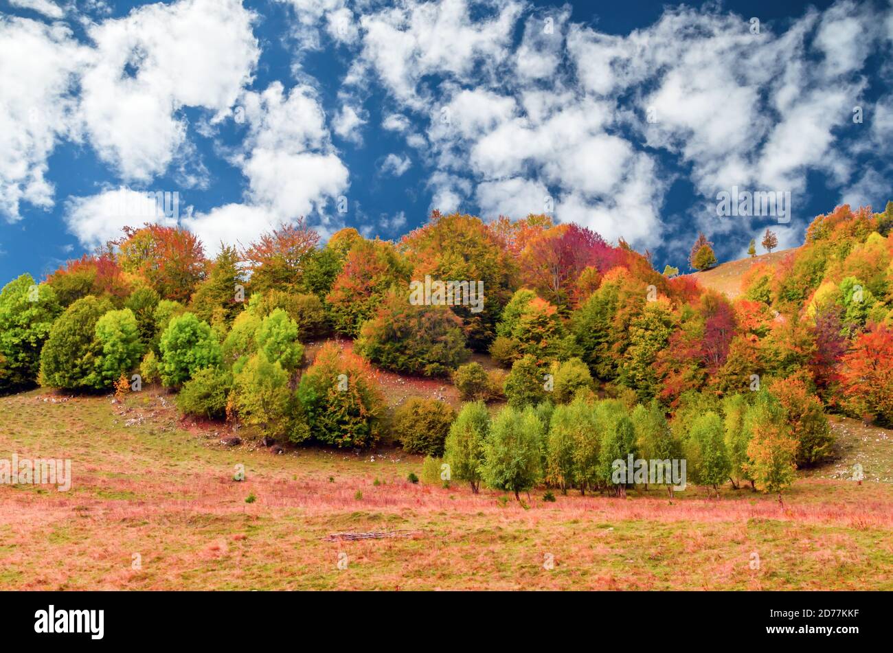 The forest hills hi-res stock photography and images - Alamy