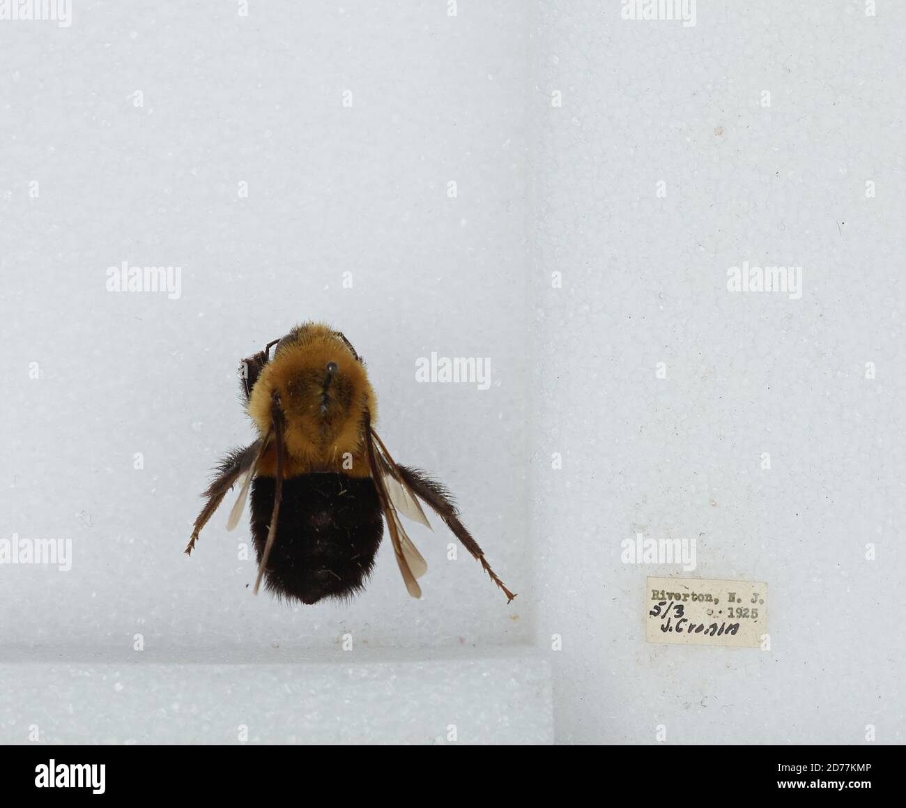 Riverton, Burlington, New Jersey, United States, Bombus (Pyrobombus ...