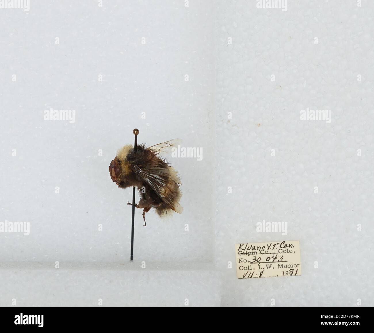 Kluane, Yukon Territory, Canada, Bombus (Bombus) lucorum (Linnaeus ...