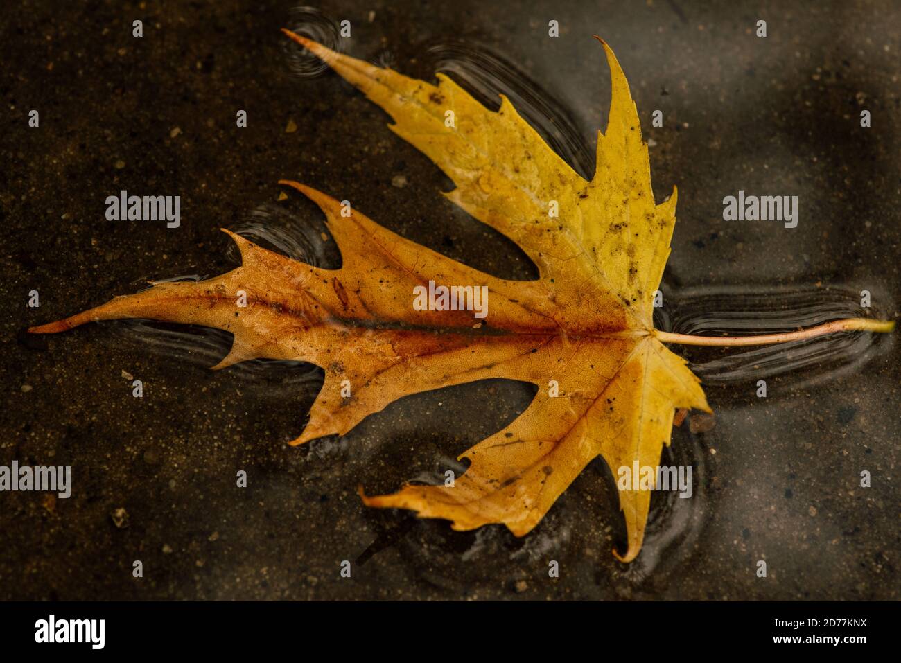 Wet leaves. Autumn leaves on the pavement Stock Photo - Alamy