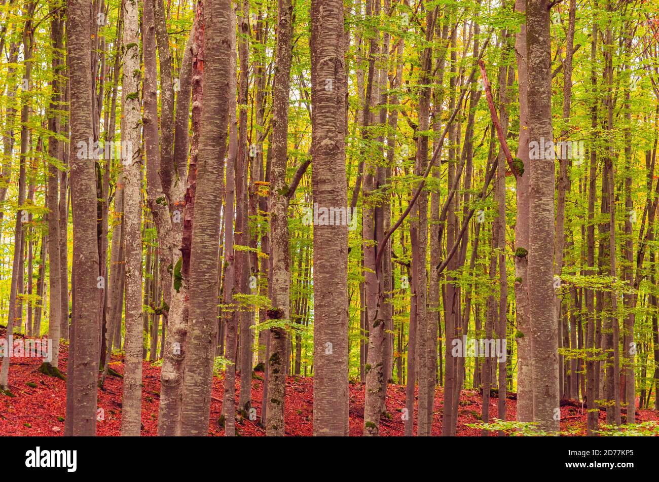 Fall landscape in the mountains. Mountain autumn scene with colorful ...
