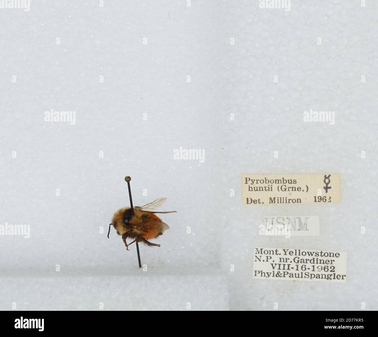 Yellowstone National Park, near Gardiner, Park, Montana, United States ...