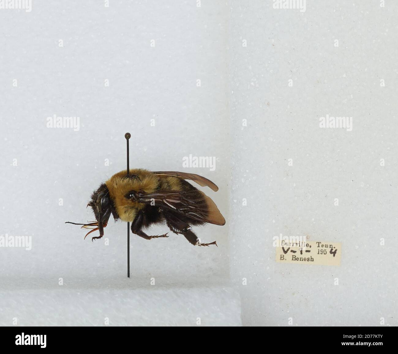 Burrville, Morgan, Tennessee, United States, Bombus (Separatobombus ...