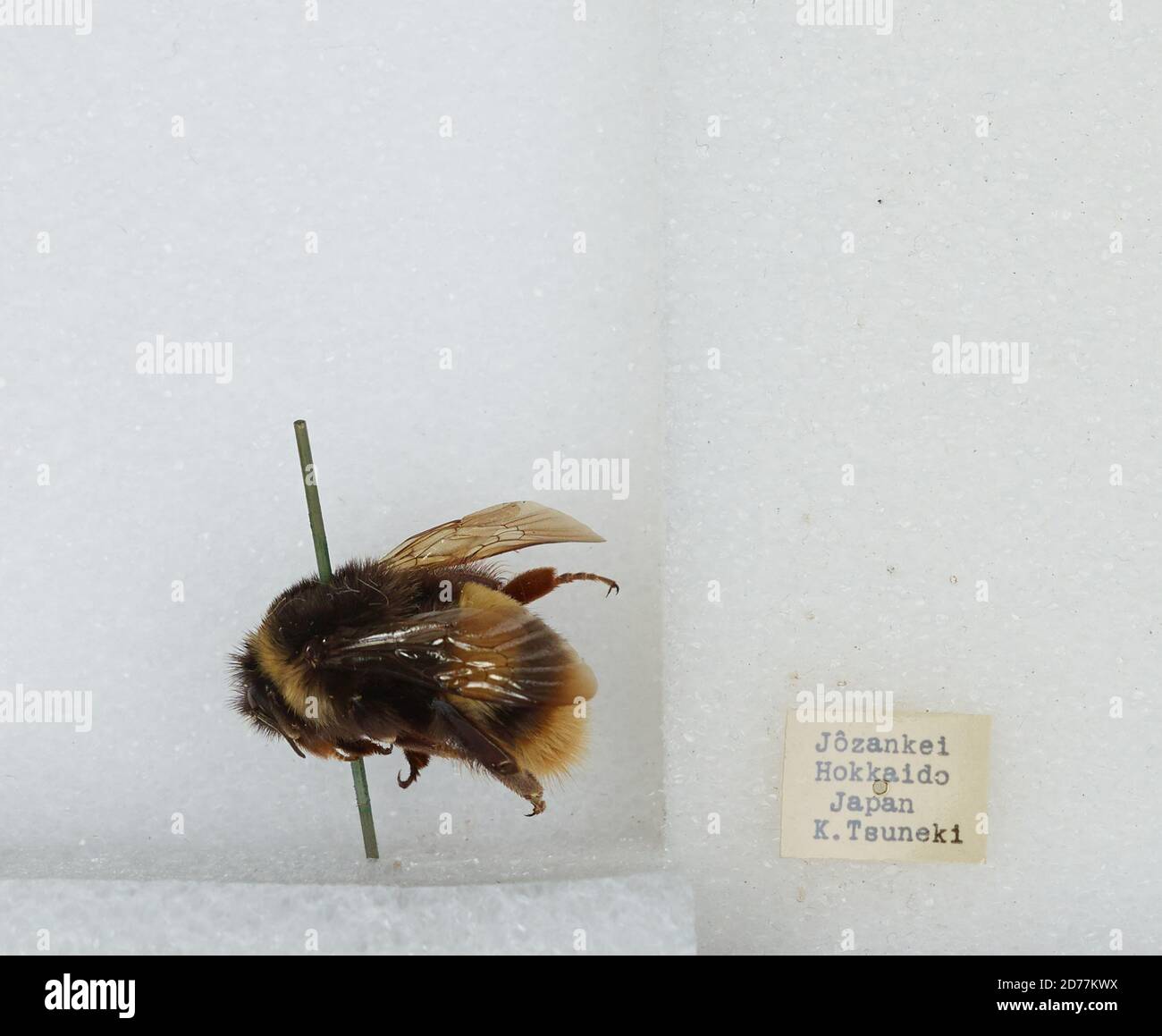 Jozankei, Hokkaido, Japan, Bombus (Bombus) ignitus Smith, Animalia, Arthropoda, Insecta ...