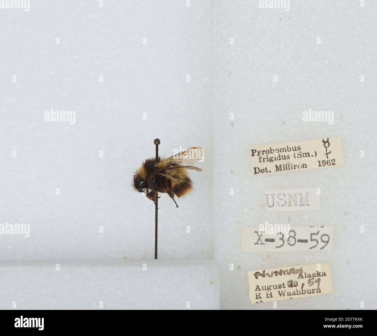 Nunivak, Bethel, Alaska, United States, Bombus (Pyrobombus) frigidus ...