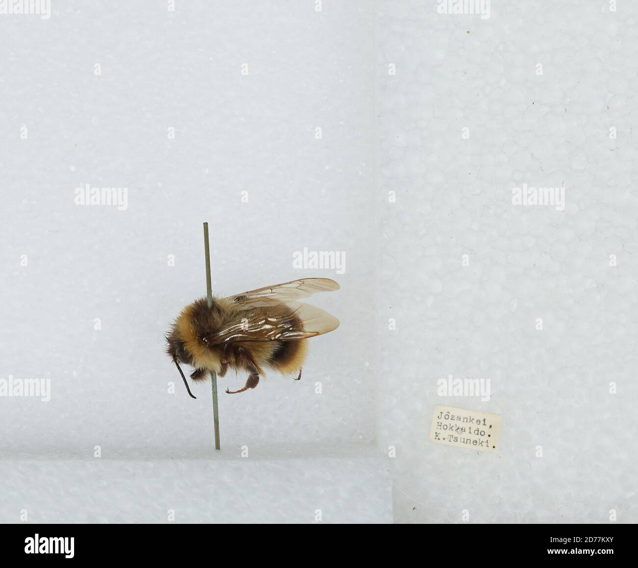 Jozankei, Hokkaido, Japan, Bombus (Bombus) ignitus Smith, Animalia ...