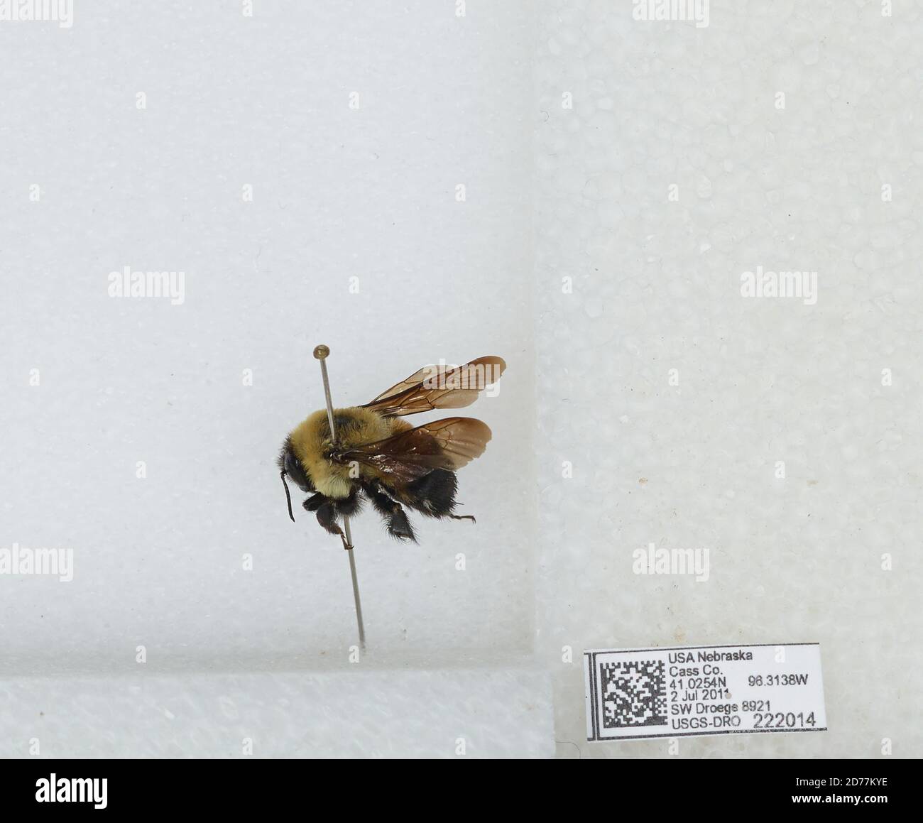 Cass, Nebraska, United States, Bombus (Separatobombus) griseocollis (De ...