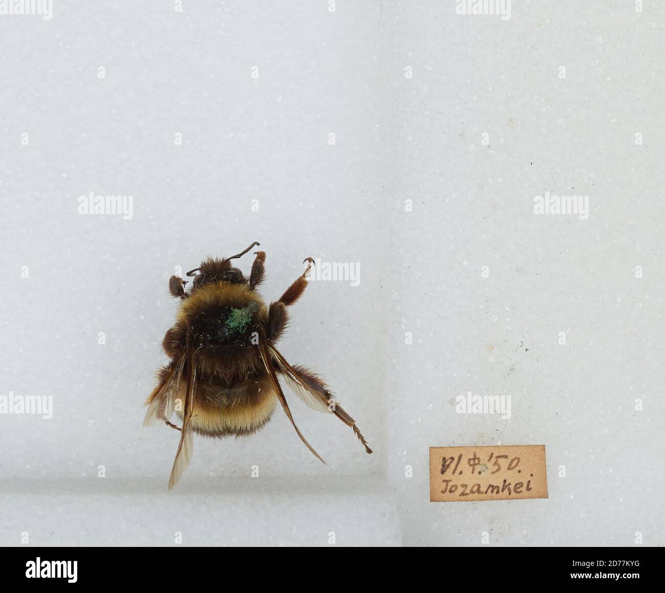 Jozamkei hi-res stock photography and images - Alamy