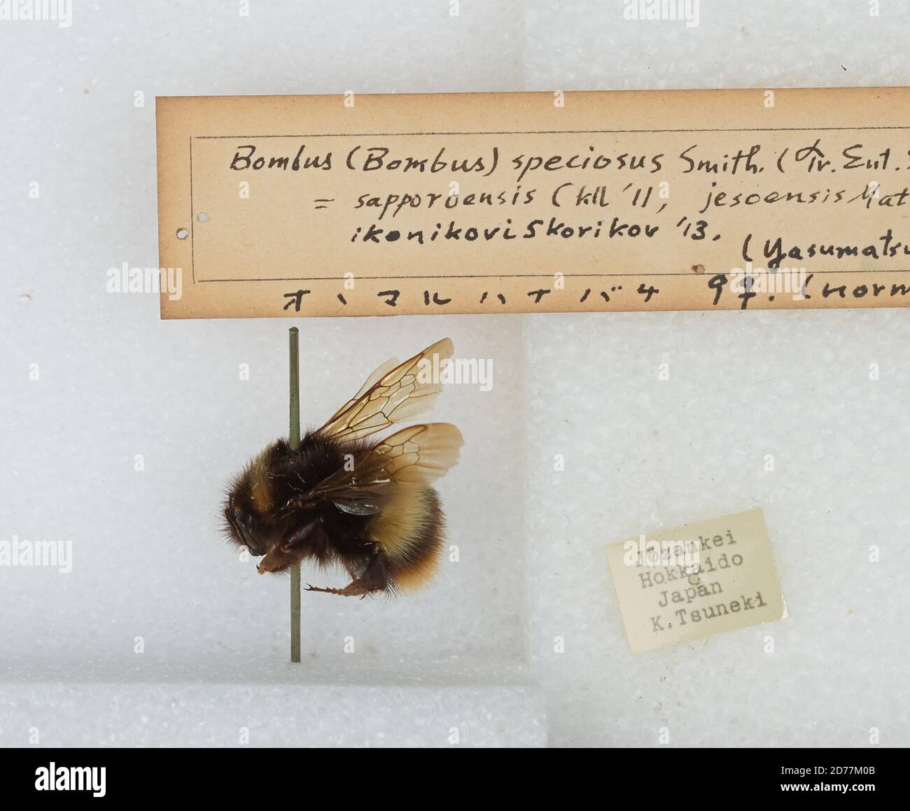 Jozankei, Hokkaido, Japan, Bombus (Bombus) ignitus Smith, Animalia, Arthropoda, Insecta ...