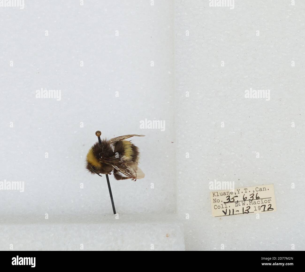 Kluane, Yukon Territory, Canada, Bombus (Bombus) lucorum (Linnaeus ...