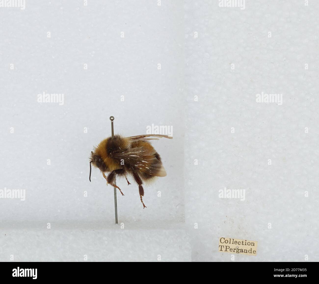 Bombus (Bombus) lucorum (Linnaeus), Animalia, Arthropoda, Insecta ...