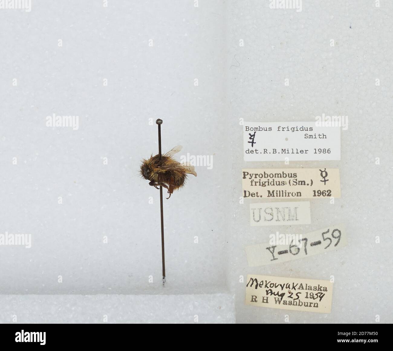 Mekoryuk, Bethel, Alaska, United States, Bombus (Pyrobombus) frigidus ...