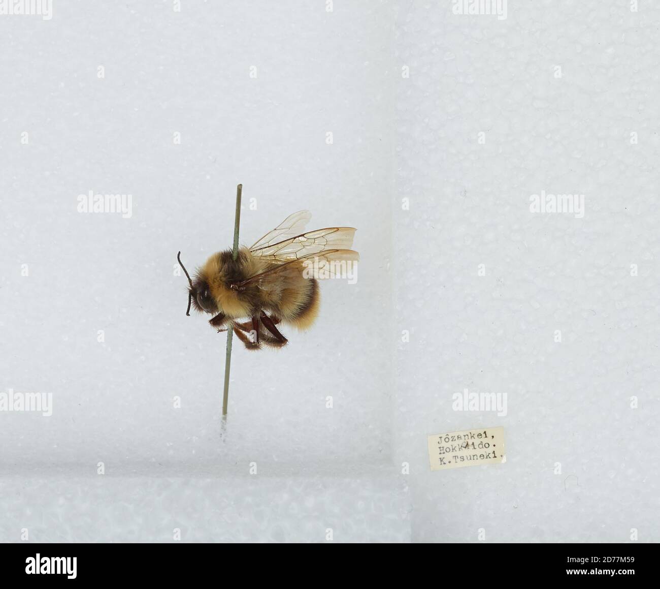 Jozankei, Hokkaido, Japan, Bombus (Bombus) ignitus Smith, Animalia ...