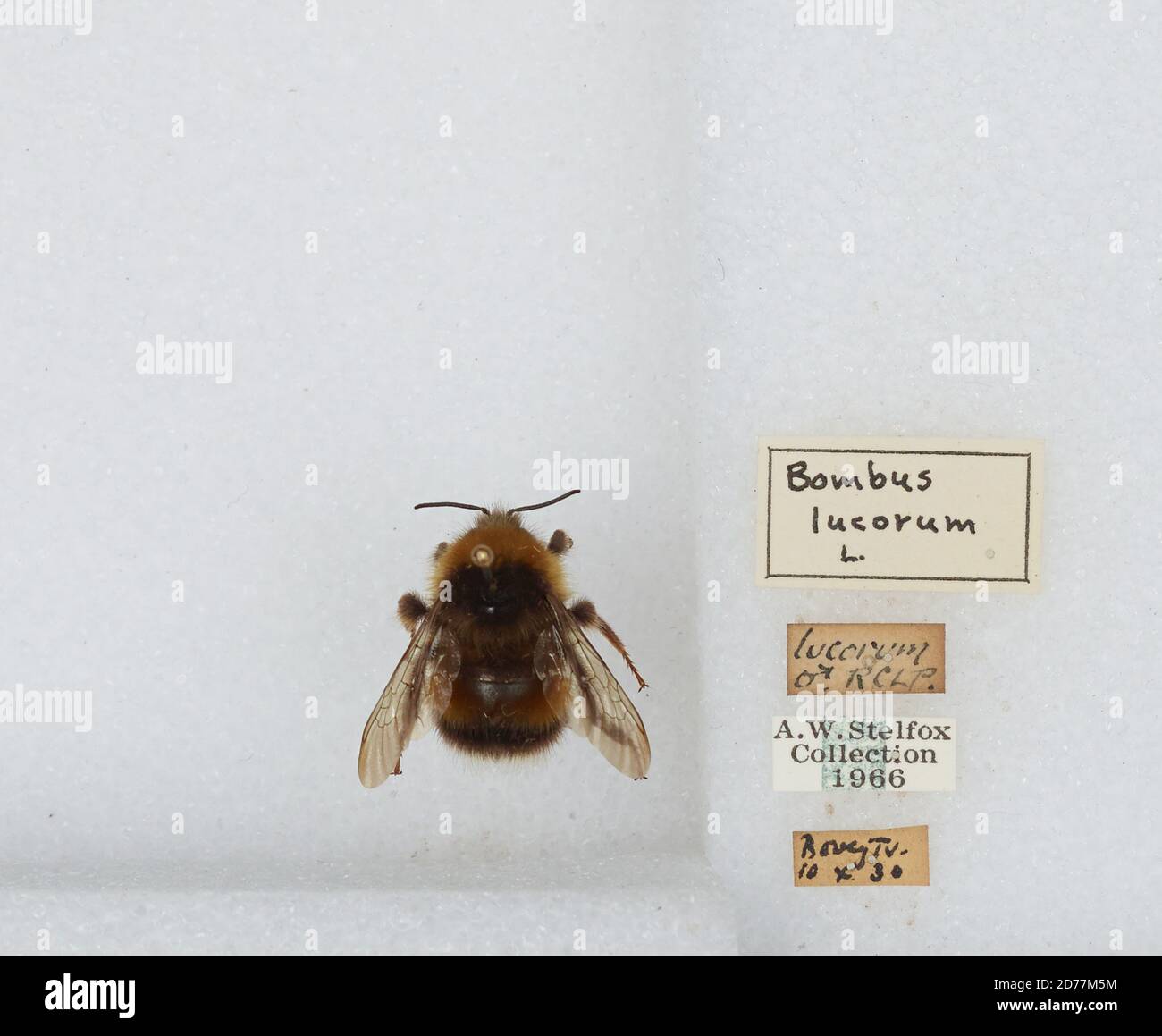 Bombus (Bombus) lucorum (Linnaeus), Animalia, Arthropoda, Insecta ...