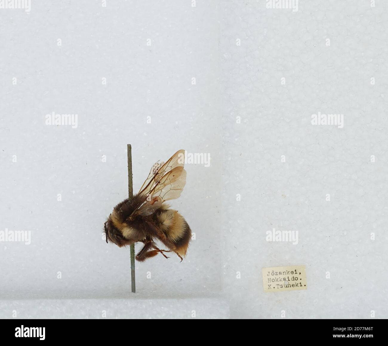 Jozankei, Hokkaido, Japan, Bombus (Bombus) ignitus Smith, Animalia, Arthropoda, Insecta ...