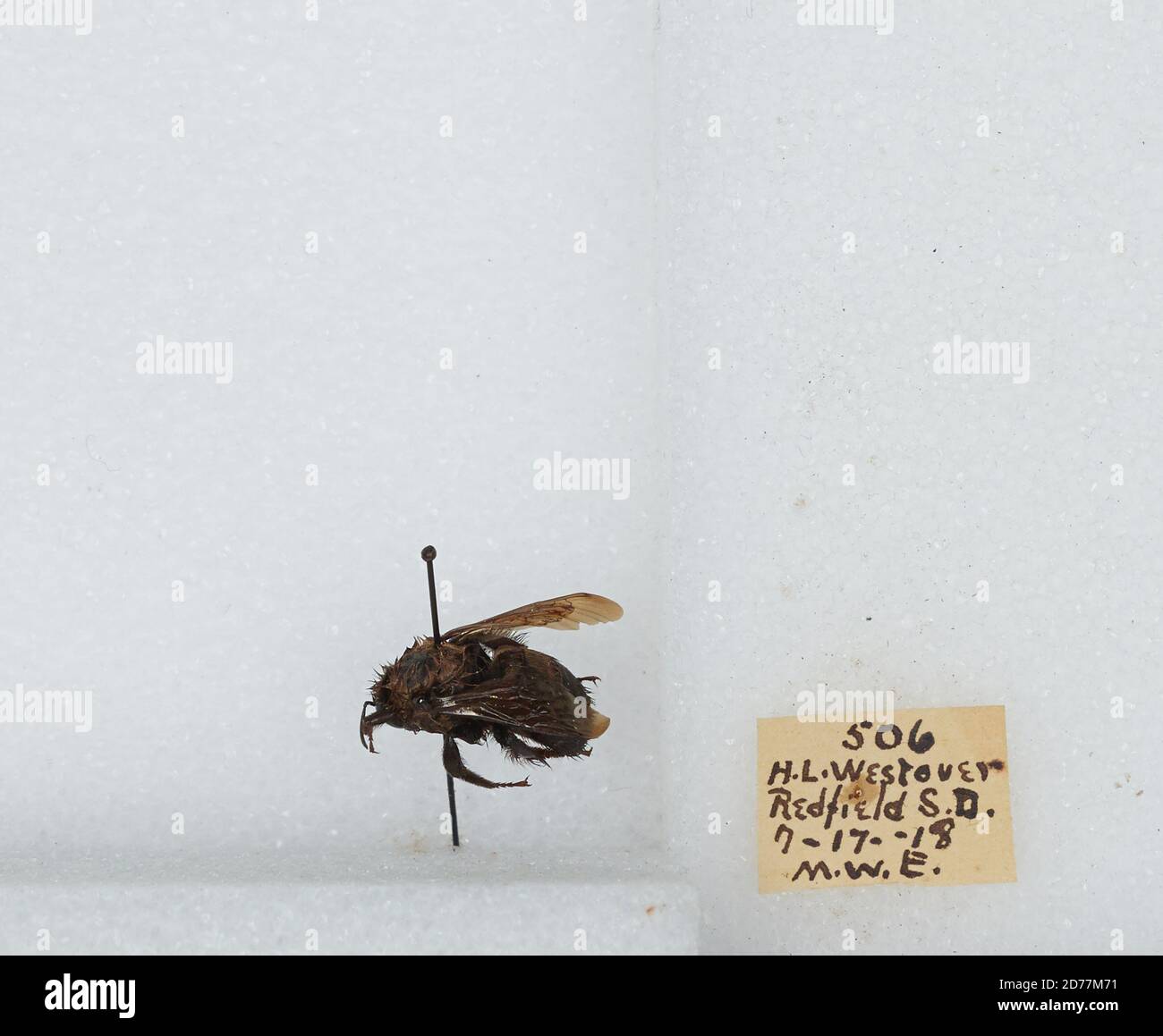 Redfield, Spink, South Dakota, United States, Bombus (Separatobombus ...