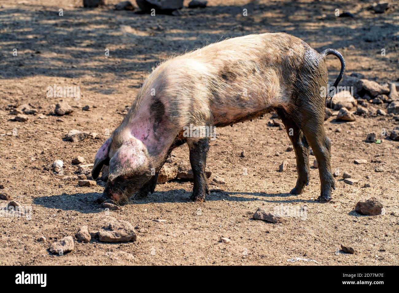 A beautiful sow with its rear covered in mud looks for food in the ...