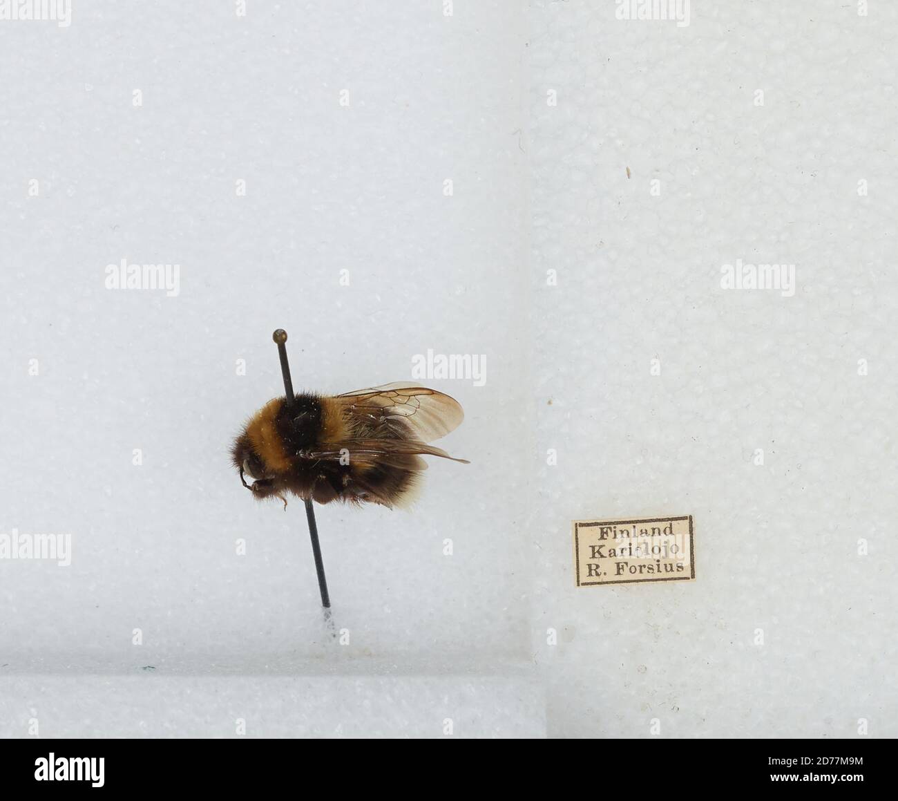 Karjalohja, Finland, Uusimaa, Finland, Bombus (Pyrobombus) jonellus ...