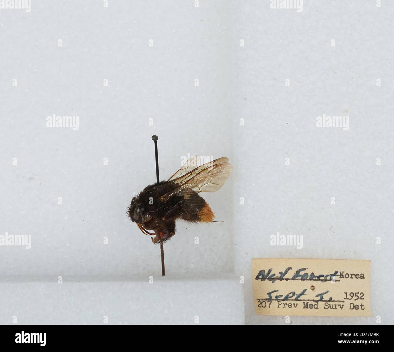 National Forest, Korea, Bombus (Bombus) ignitus Smith, Animalia ...