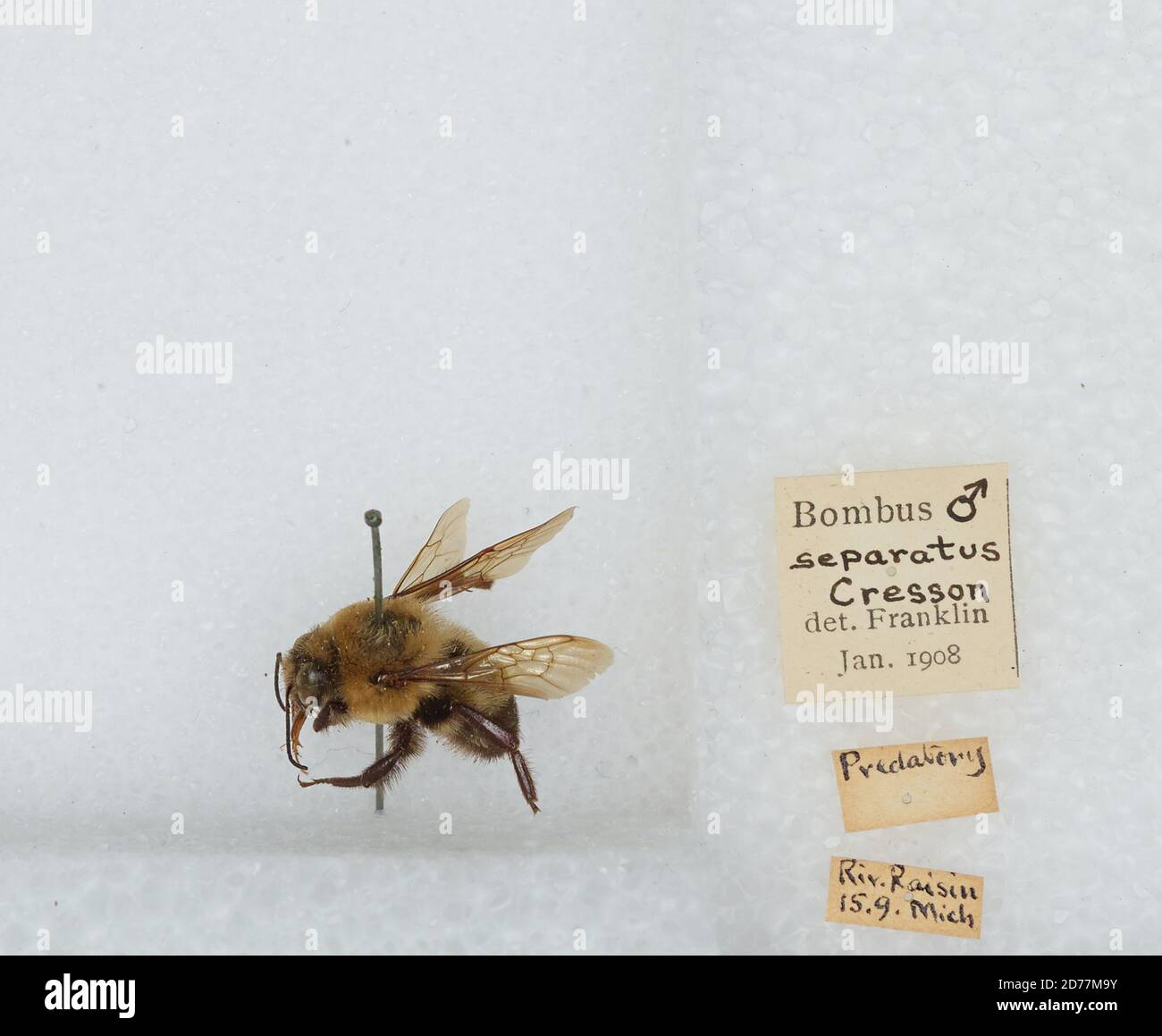 River Raisin, Washtenaw, Michigan, United States, Bombus ...