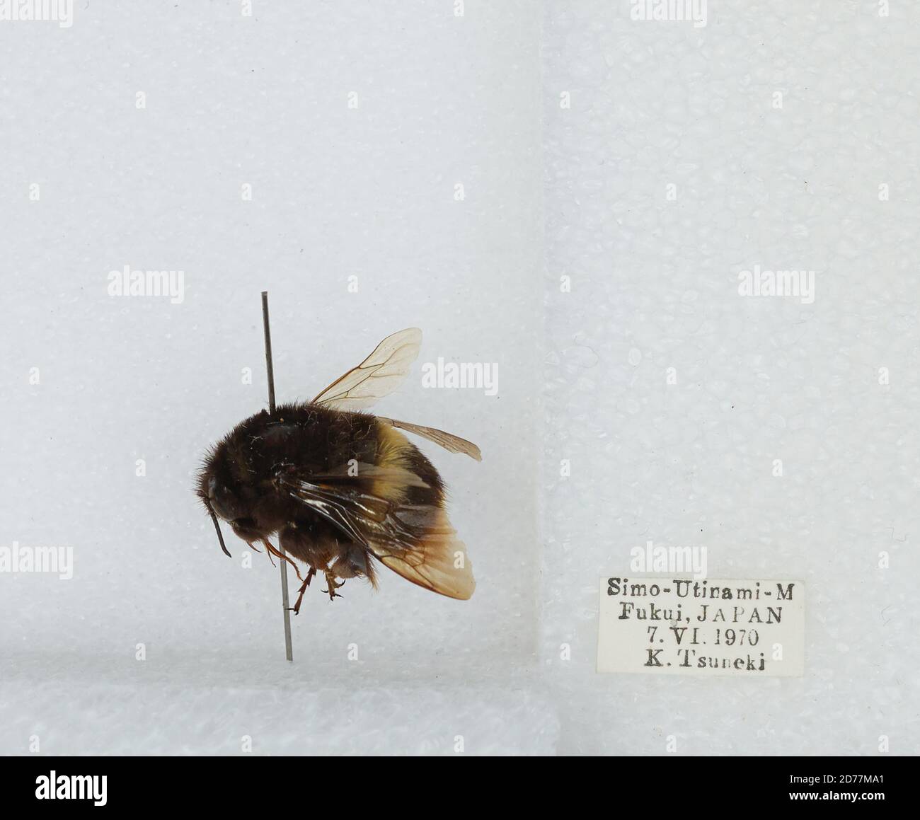 Shimo-Utinami-M, Fukui, Japan, Bombus (Bombus) ignitus Smith, Animalia, Arthropoda, Insecta ...