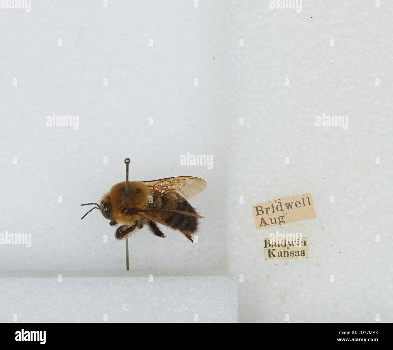 Baldwin City, Douglas, Kansas, United States, Bombus (Separatobombus ...