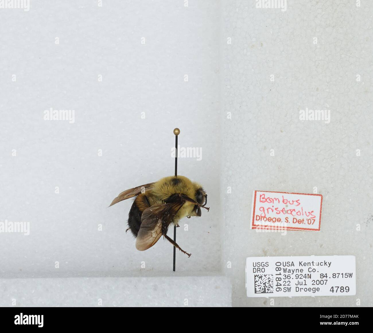Wayne, Kentucky, United States, Bombus (Separatobombus) griseocollis ...
