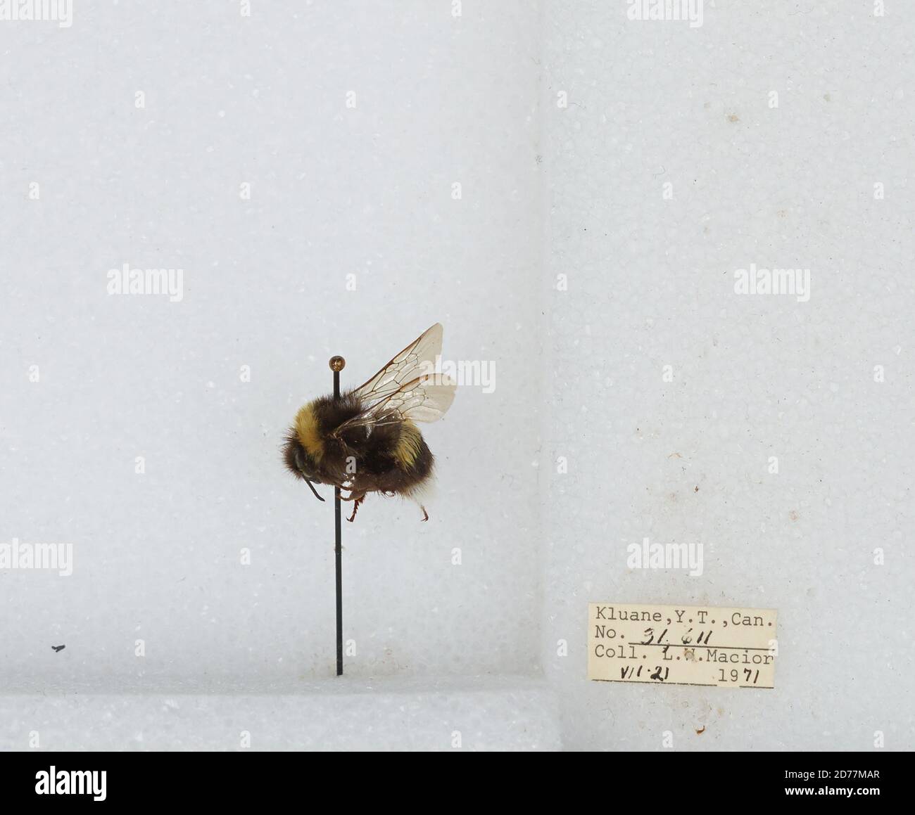 Kluane, Yukon Territory, Canada, Bombus (Bombus) lucorum (Linnaeus ...