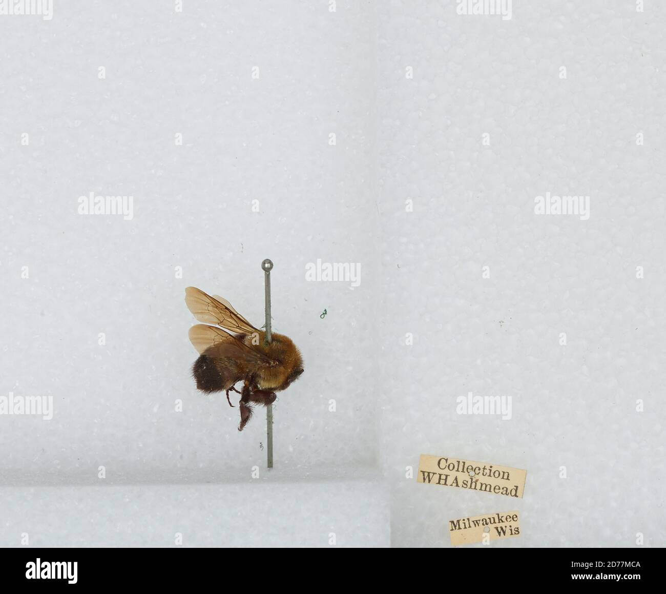 Milwaukee, Wisconsin, United States, Bombus (Separatobombus ...