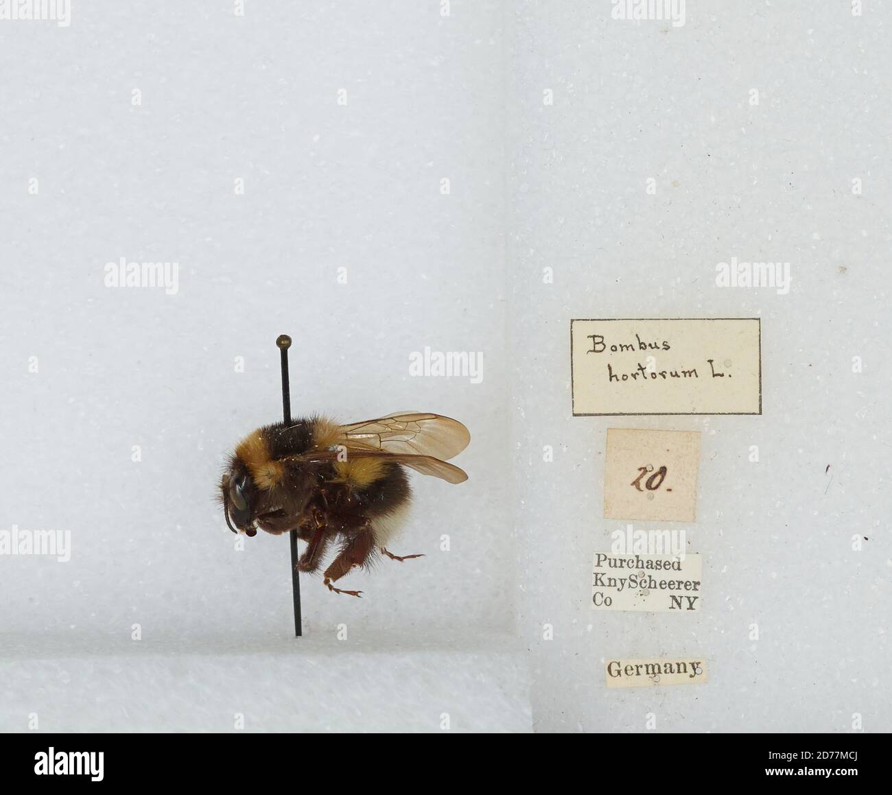 Germany, Bombus (Megabombus) hortorum (Linnaeus), Animalia, Arthropoda ...