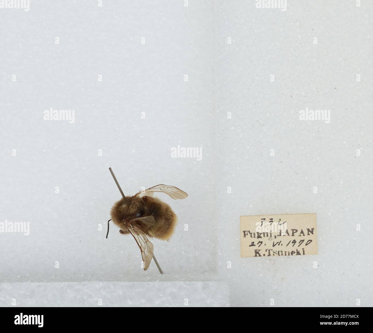 Fukui, Japan, Bombus (Bombus) ignitus Smith, Animalia, Arthropoda, Insecta, Hymenoptera, Apidae ...