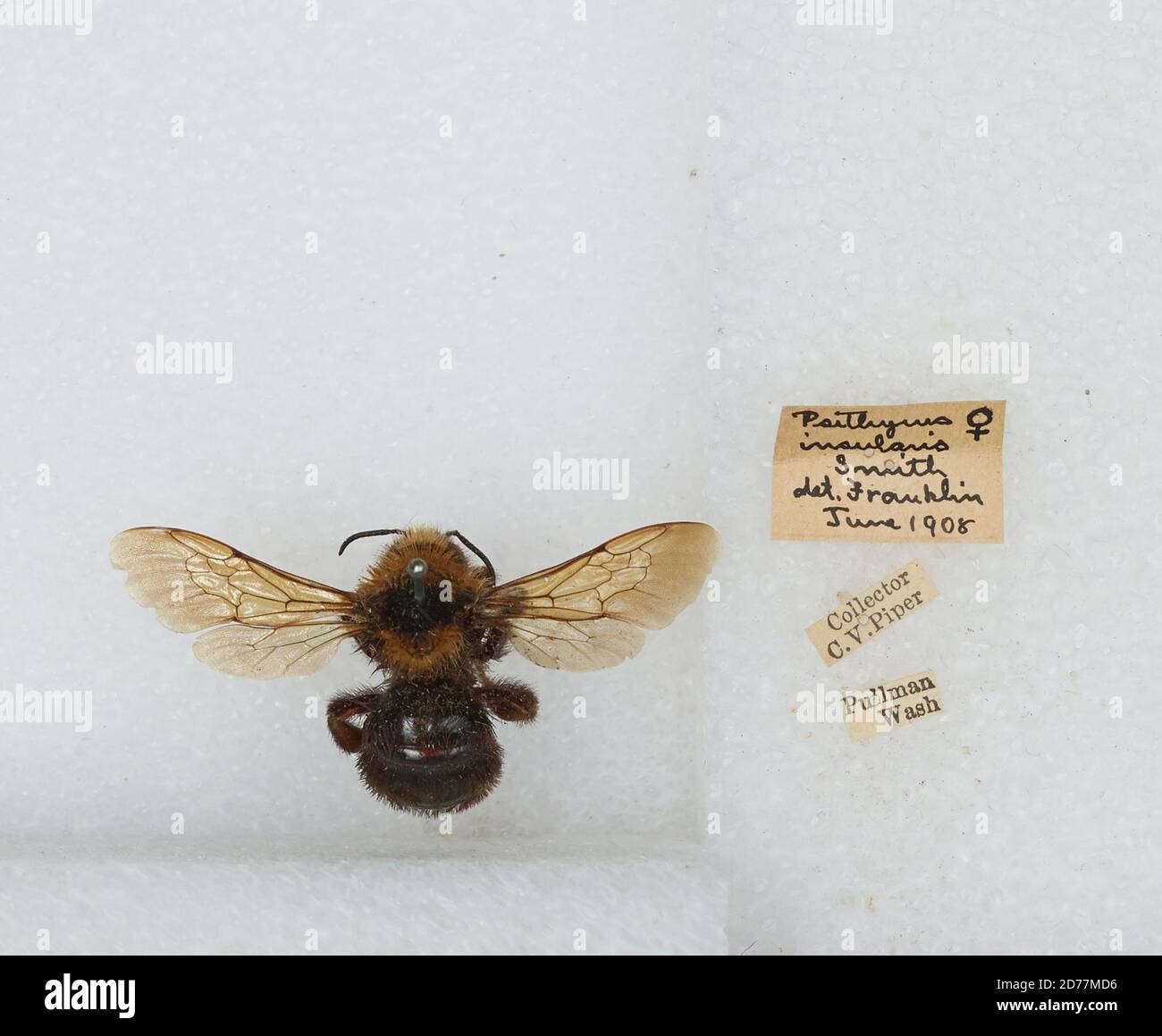 Pullman, Whitman, Washington, United States, Bombus (Psithyrus ...