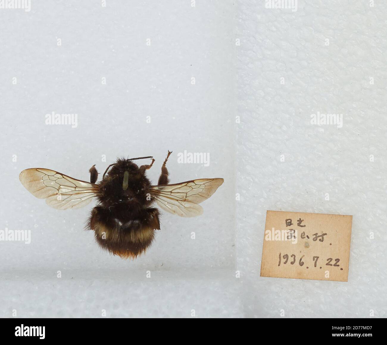 Bombus (Bombus) ignitus Smith, Animalia, Arthropoda, Insecta ...