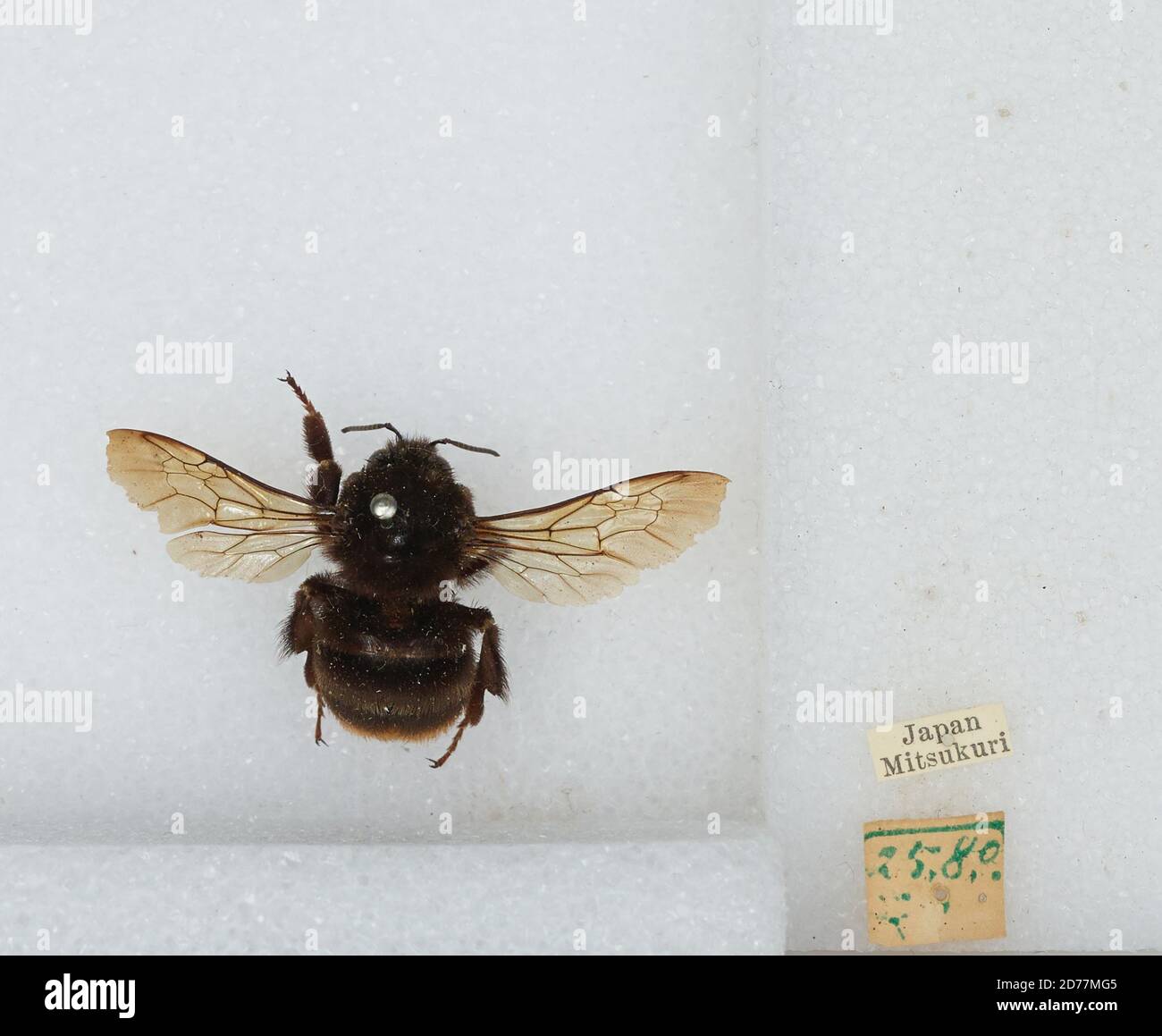 Japan, Bombus (Bombus) ignitus Smith, Animalia, Arthropoda, Insecta, Hymenoptera, Apidae, Apinae ...