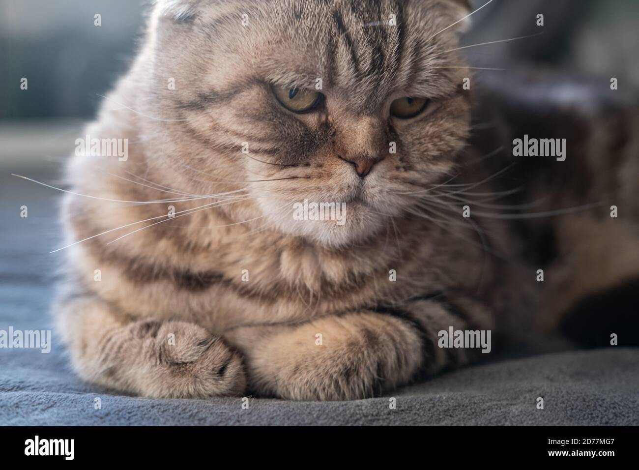Cat Scottish Fold is depressed, she looks thoughtfully and sadly lying ...