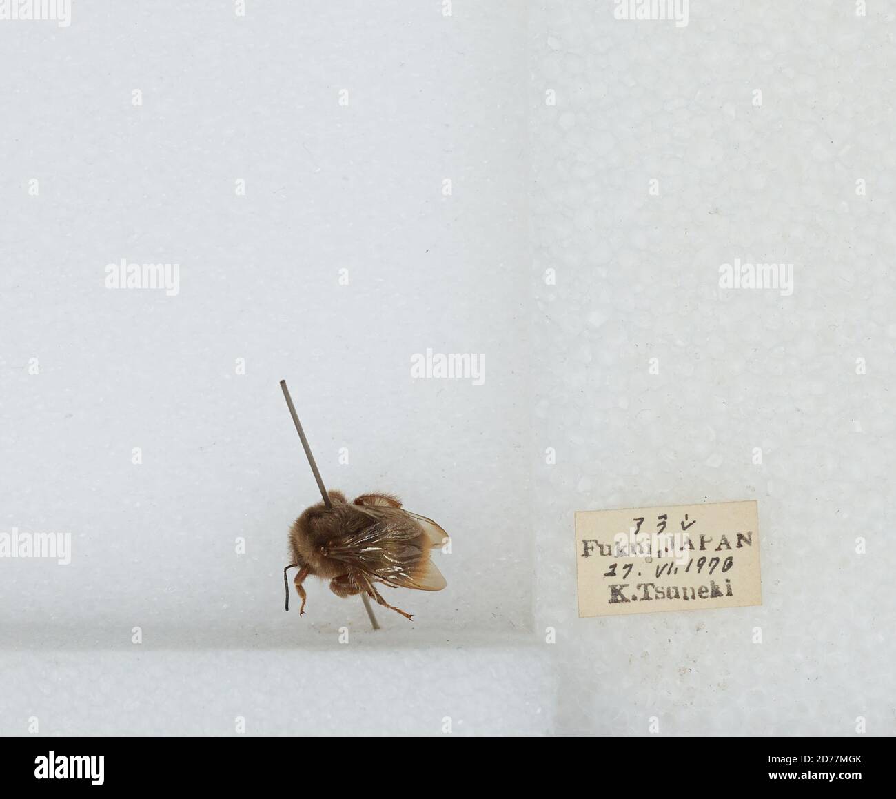 Fukui, Japan, Bombus (Bombus) ignitus Smith, Animalia, Arthropoda, Insecta, Hymenoptera, Apidae ...