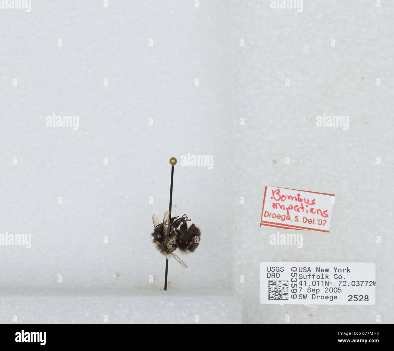 Suffolk, New York, United States, Bombus (Pyrobombus) impatiens Cresson ...