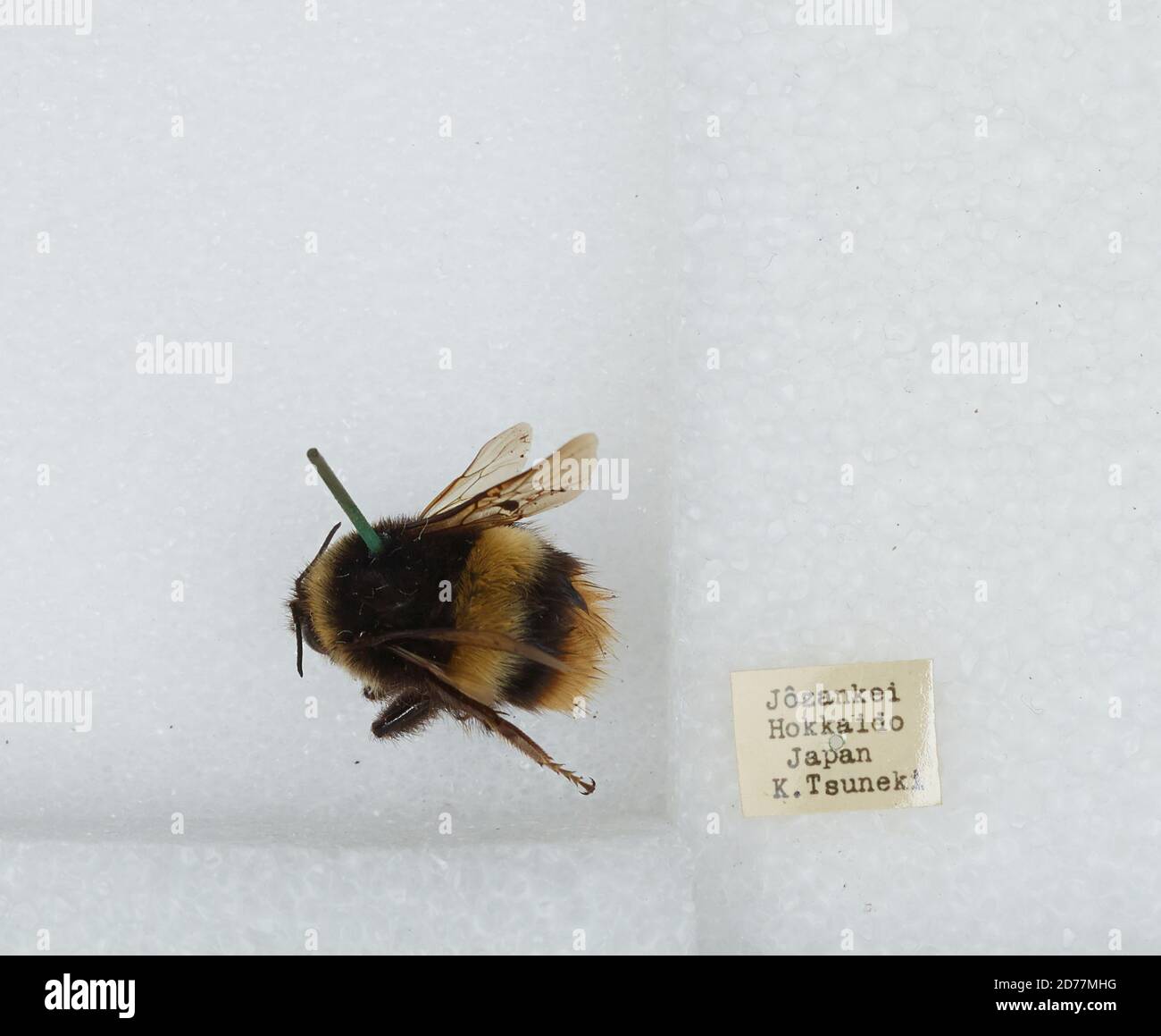 Jozankei, Hokkaido, Japan, Bombus (Bombus) ignitus Smith, Animalia ...