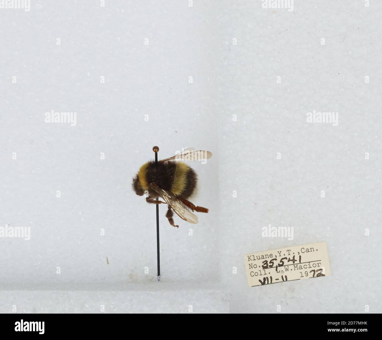Kluane, Yukon Territory, Canada, Bombus (Bombus) lucorum (Linnaeus ...