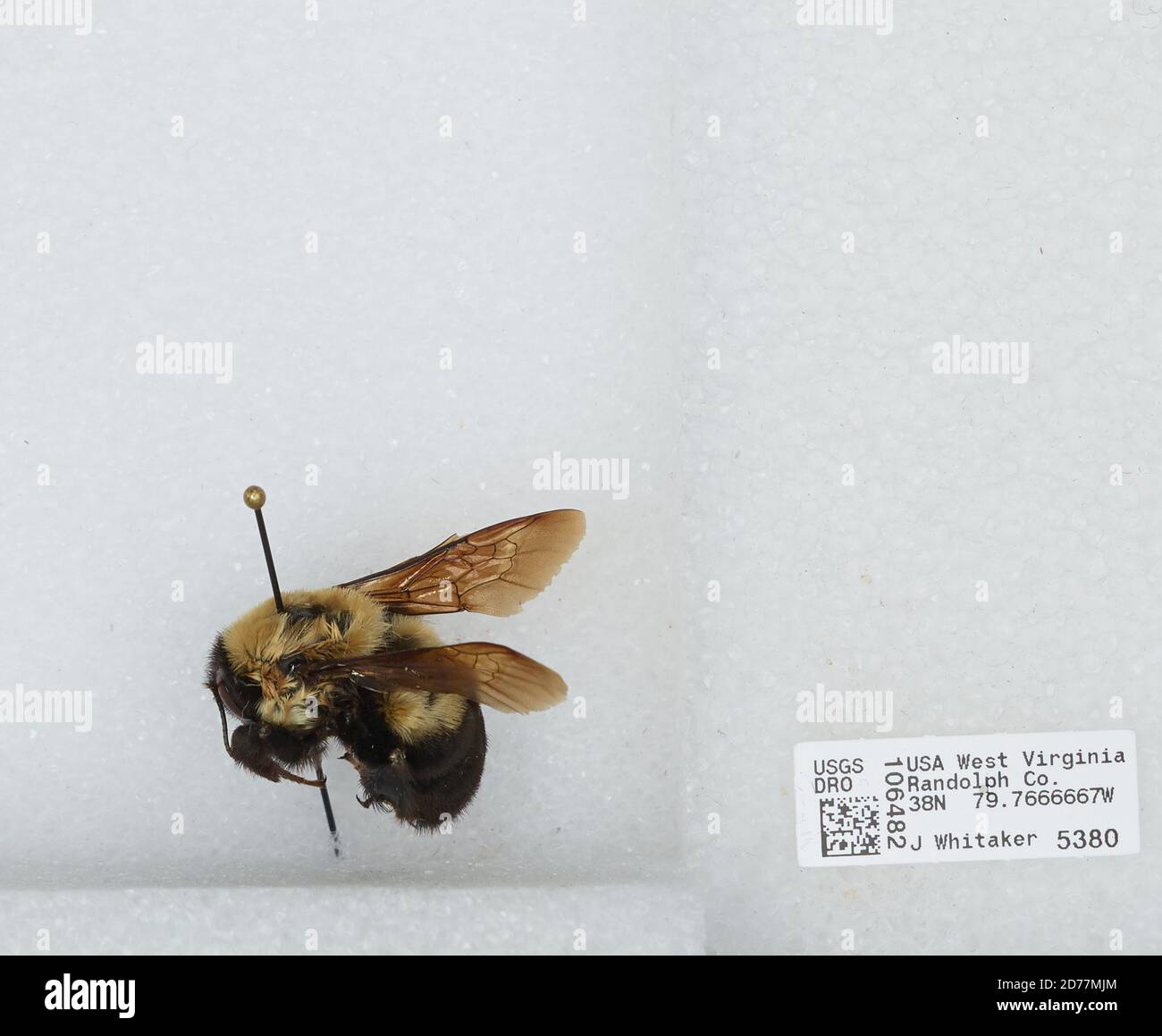 Randolph, West Virginia, United States, Bombus (Separatobombus ...