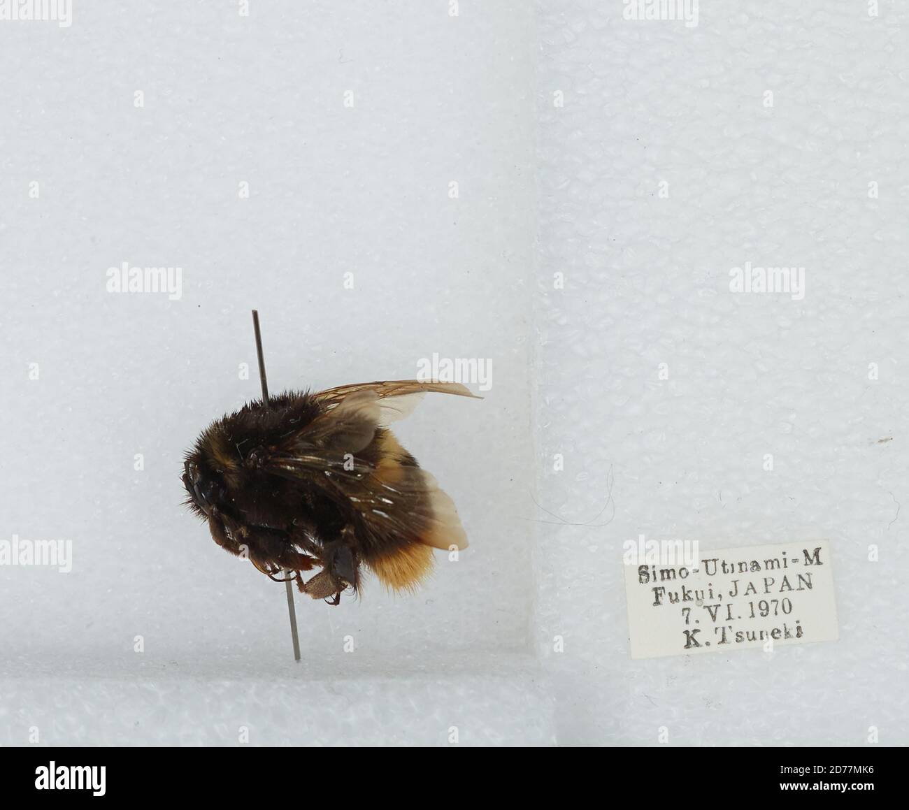 Simo-Utinami-M, Fukui, Japan, Bombus (Bombus) ignitus Smith, Animalia ...