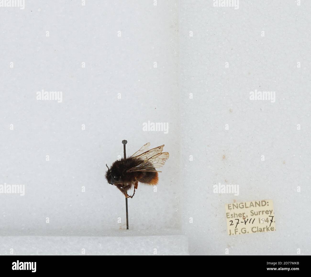 Esher, Surrey, England, United Kingdom, Bombus (Melanobombus ...