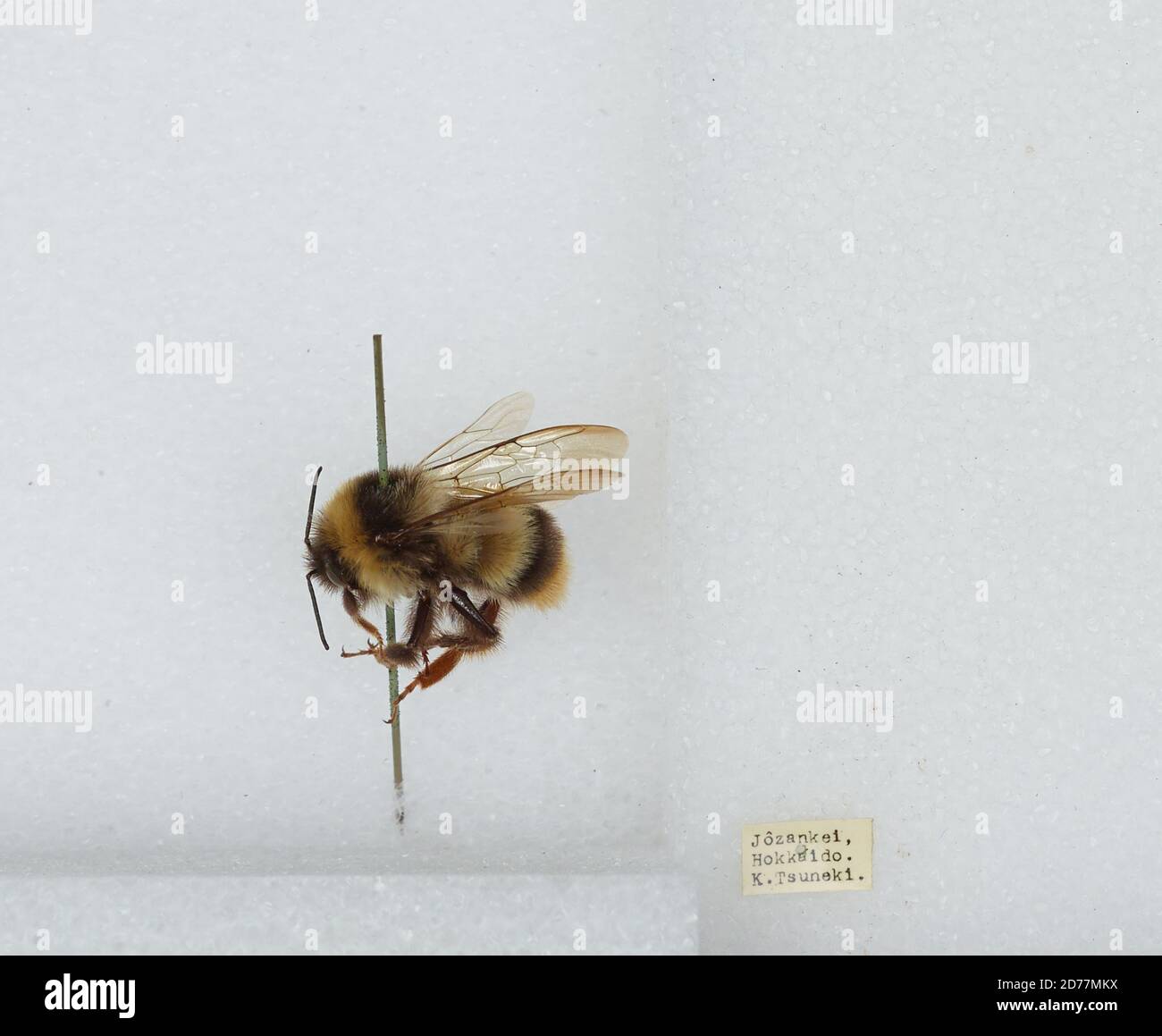 Jozankei, Hokkaido, Japan, Bombus (Bombus) ignitus Smith, Animalia, Arthropoda, Insecta ...