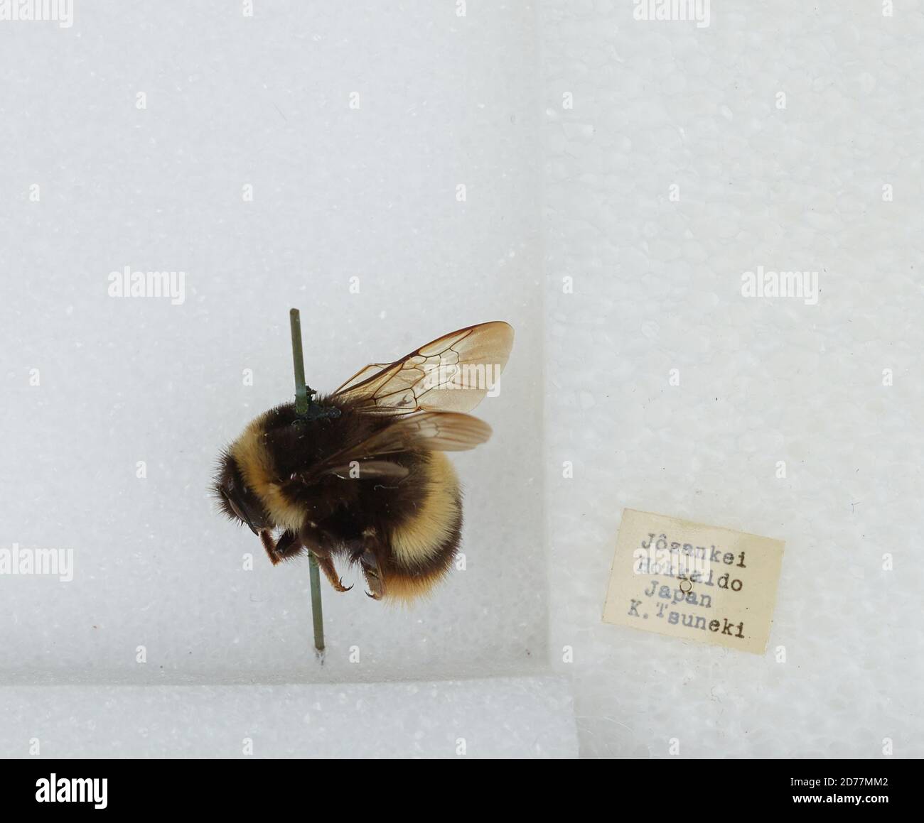 Jozankei, Hokkaido, Japan, Bombus (Bombus) ignitus Smith, Animalia, Arthropoda, Insecta ...